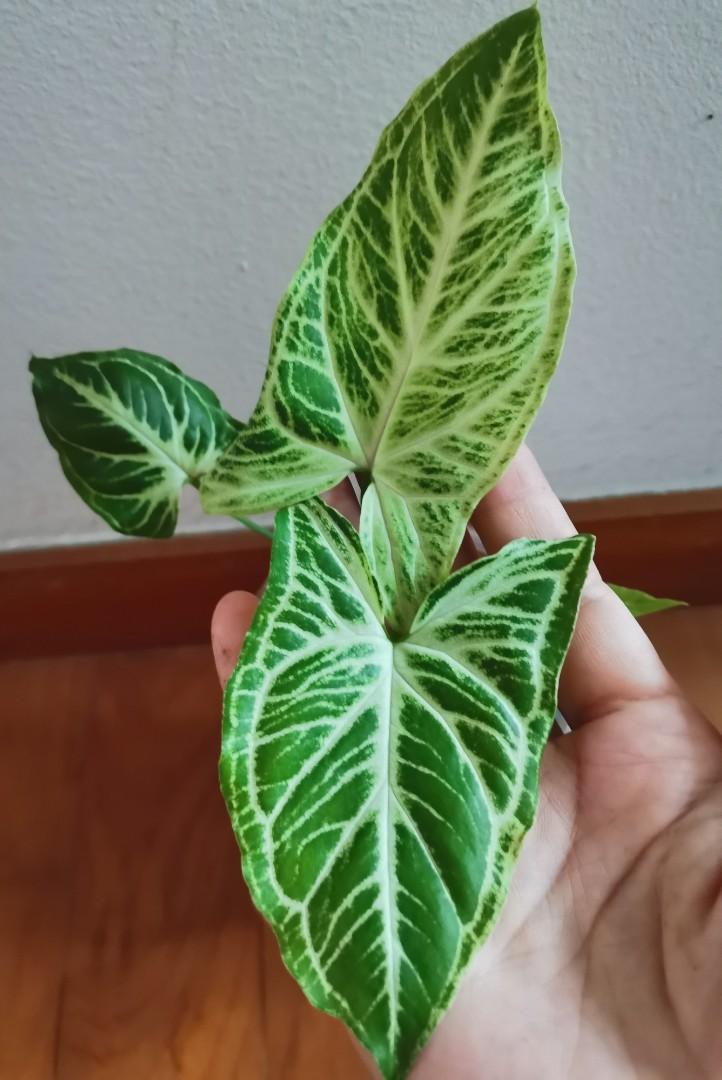 Tricolour Syngonium /Batik, Furniture & Home Living, Gardening, Plants ...