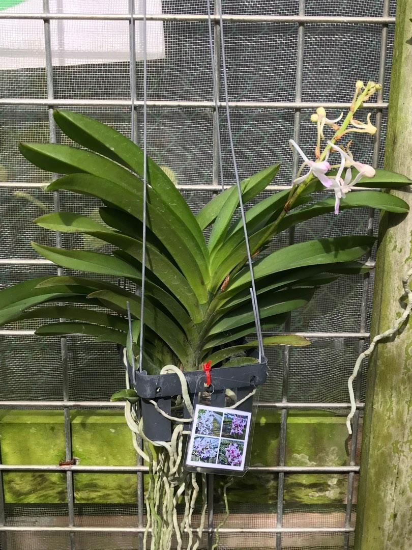 Vandachostylis Lou Sneary Pink, Furniture & Home Living, Gardening ...