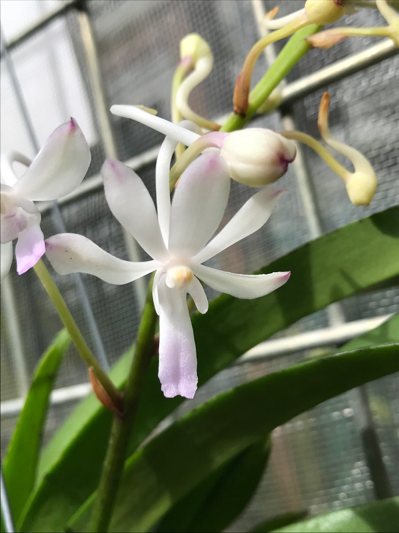 Vandachostylis Lou Sneary Pink, Furniture & Home Living, Gardening ...