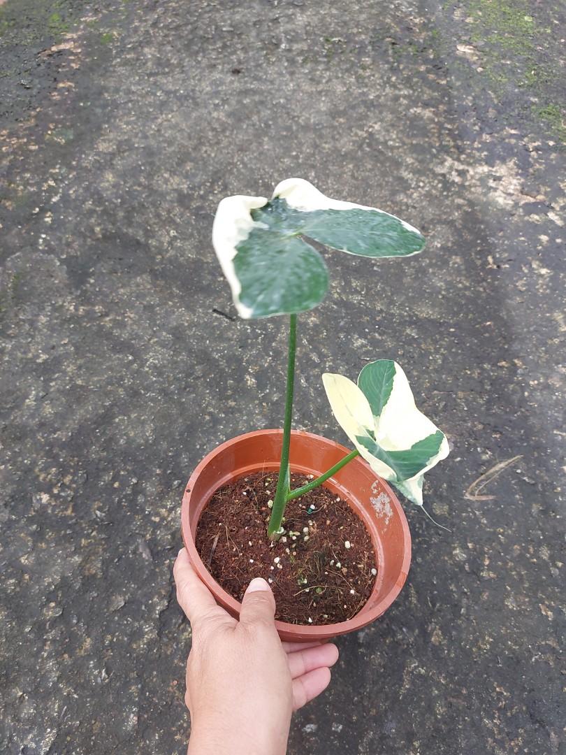 Alocasia Xanthosoma Mickey Mouse Variegated, Furniture & Home Living ...