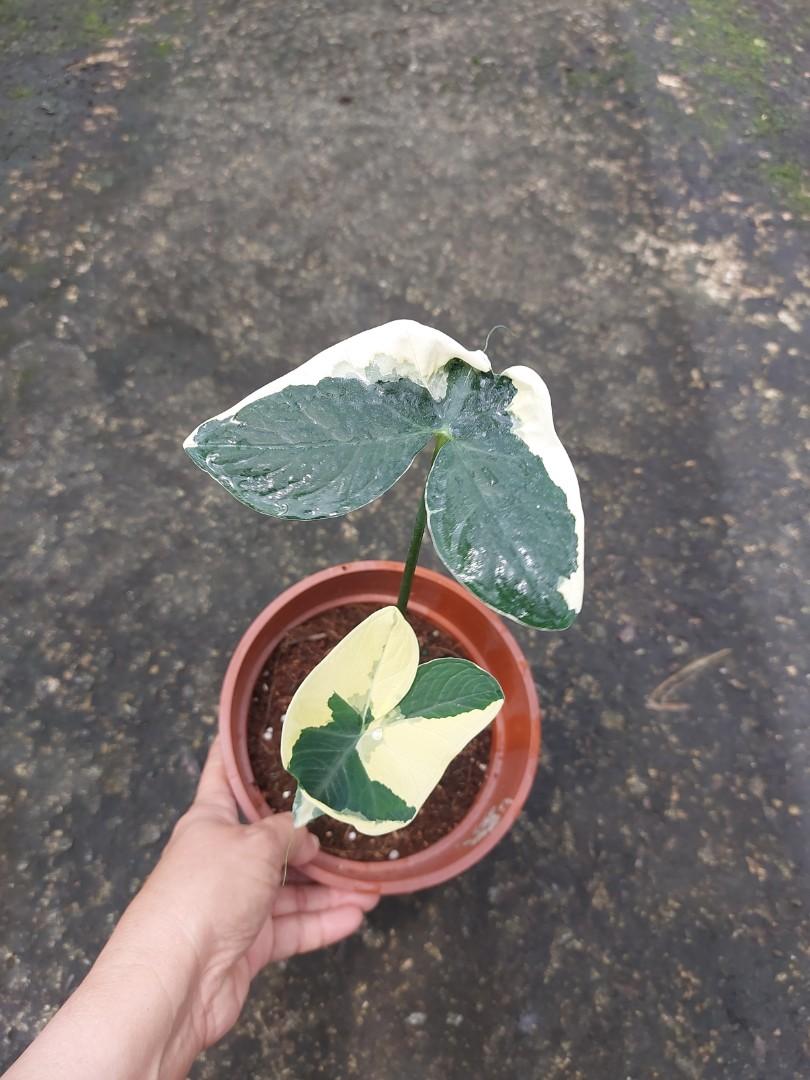 Alocasia Xanthosoma Mickey Mouse Variegated, Furniture & Home Living ...