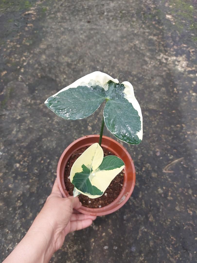 Alocasia Xanthosoma Mickey Mouse Variegated, Furniture & Home Living ...