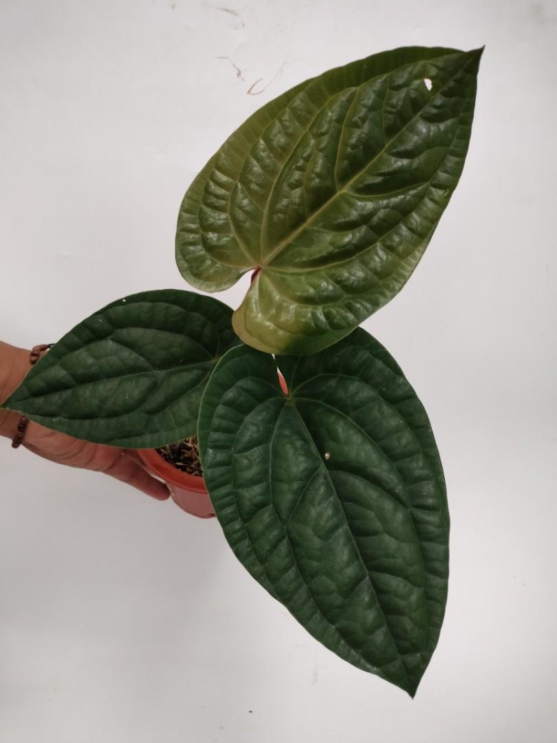 Anthurium Radicans x Luxurians, Furniture & Home Living, Gardening ...