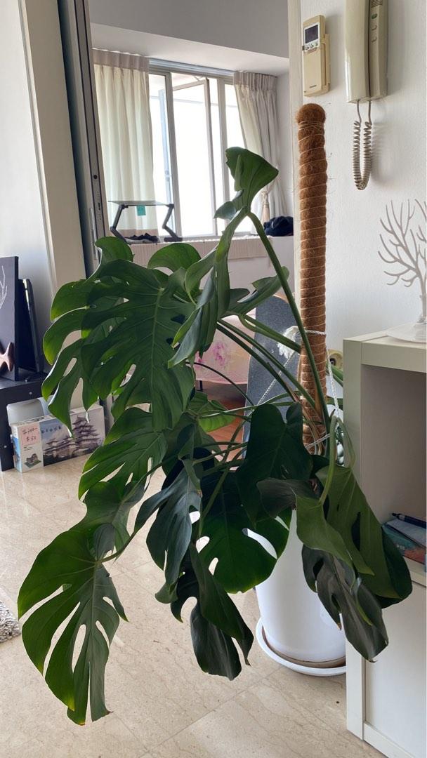Beautiful LARGE Monstera Deliciosa in pot, Furniture & Home Living ...