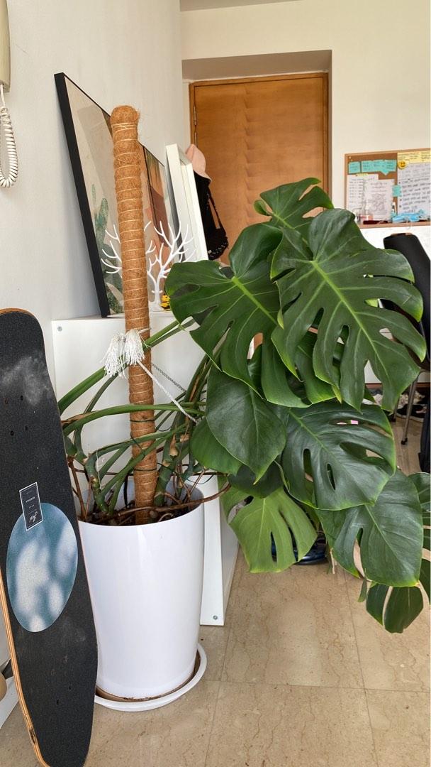 Beautiful LARGE Monstera Deliciosa in pot, Furniture & Home Living ...