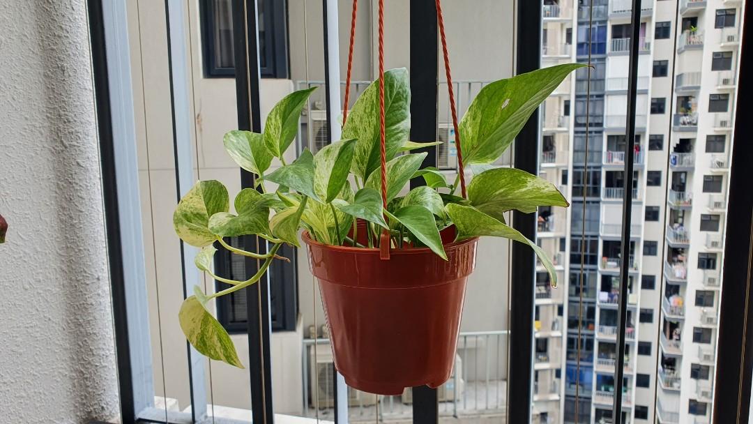 Cheap House Plant Marble Queen + Free Cebu Blue + Free Skeleton ...