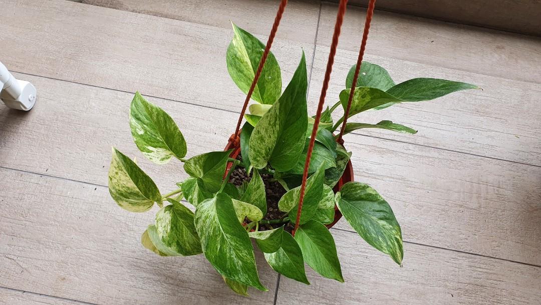 Cheap House Plant Marble Queen + Free Cebu Blue + Free Skeleton ...