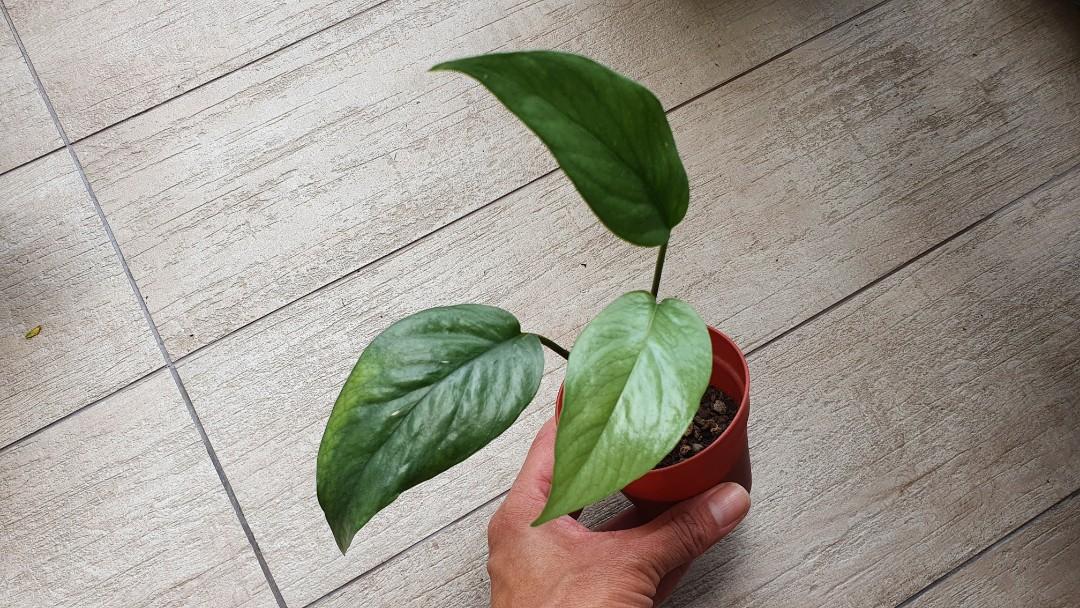 Cheap House Plant Marble Queen + Free Cebu Blue + Free Skeleton ...