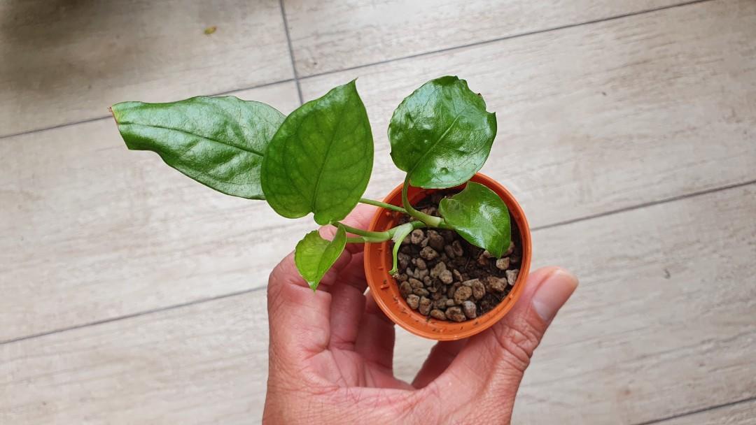 Cheap House Plant Marble Queen + Free Cebu Blue + Free Skeleton ...