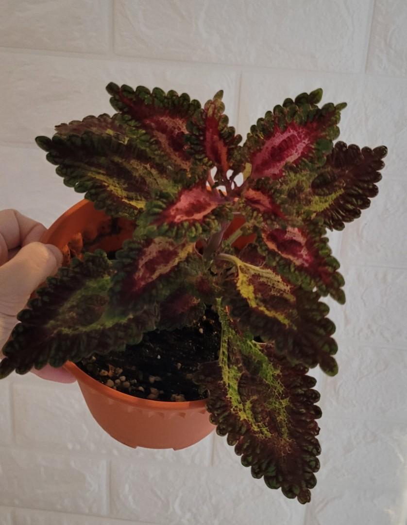 Coleus - Watermelon, Furniture & Home Living, Gardening, Plants & Seeds ...