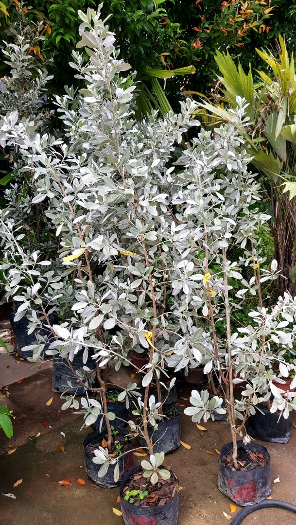 Conocarpus Erectus / Buttonwood / Button Mangrove, Furniture & Home ...