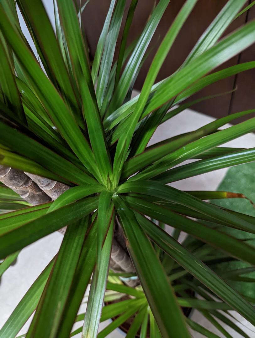 Dragon tree plant (Dracaena Marginata) - needing resuscitation ...