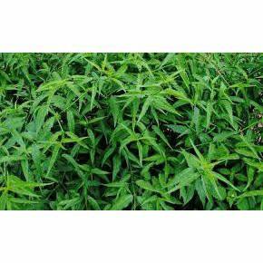 Dried Sabah Snake Grass Herb, Sabah Snake Grass Herbs, Food & Drinks ...