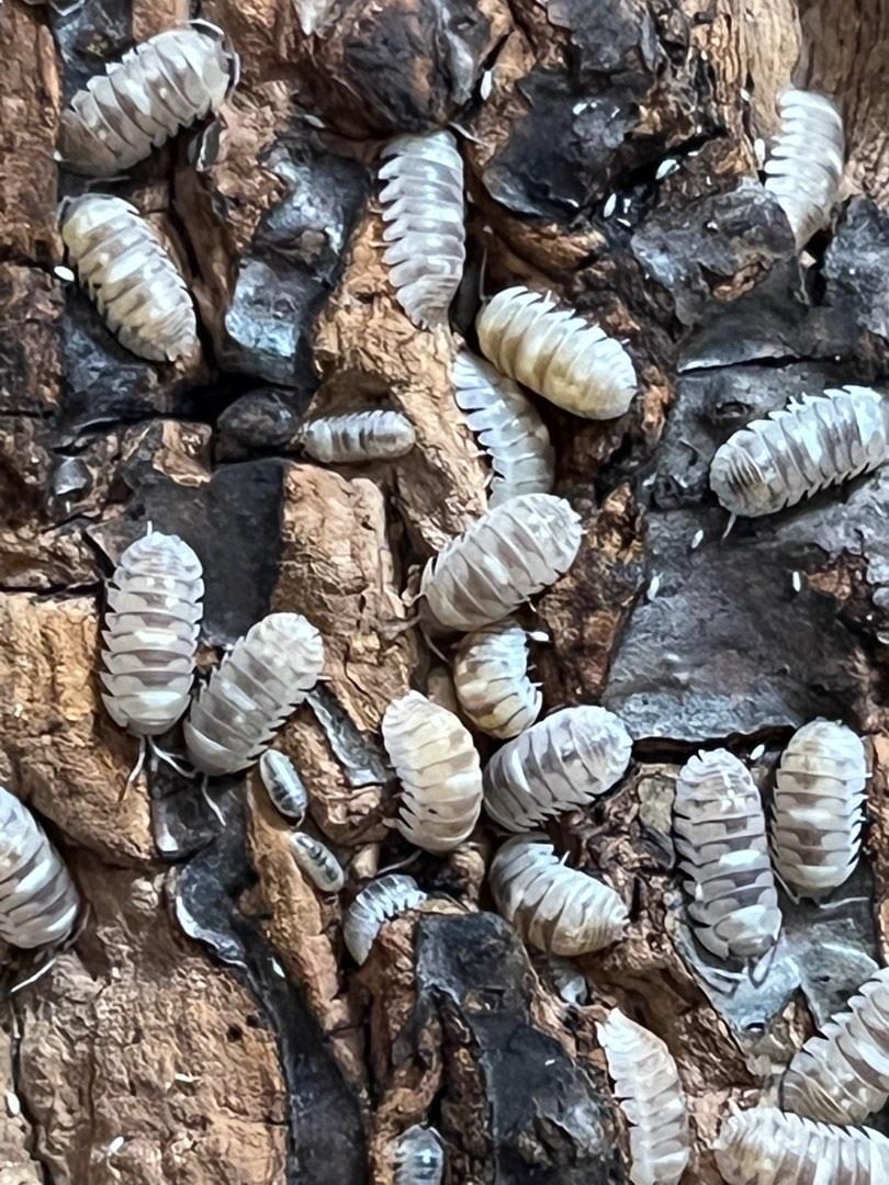 Isopods feeder frozen Cubaris Merulanella, Pet Supplies, Pet Food on ...