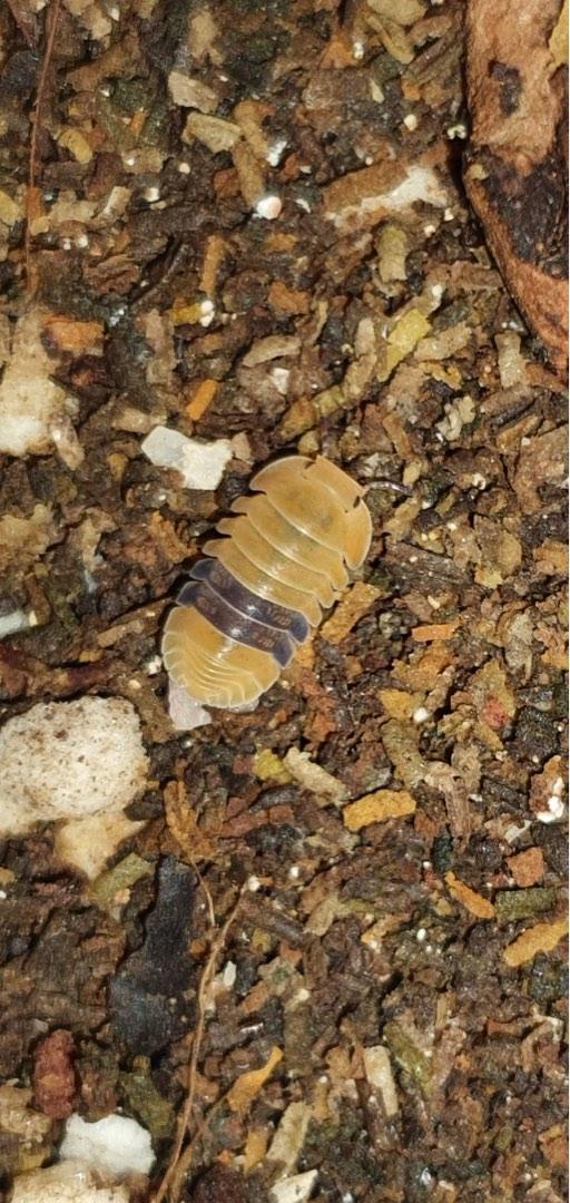 Isopods feeder frozen Cubaris Merulanella, Pet Supplies, Pet Food on ...