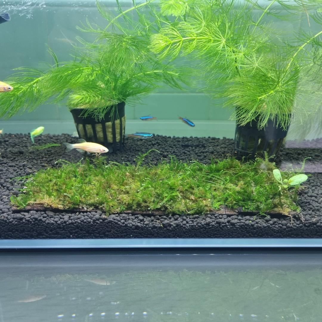 Java Moss Aquarium Plant Fish Tank Shrimp Greenery, Furniture & Home ...