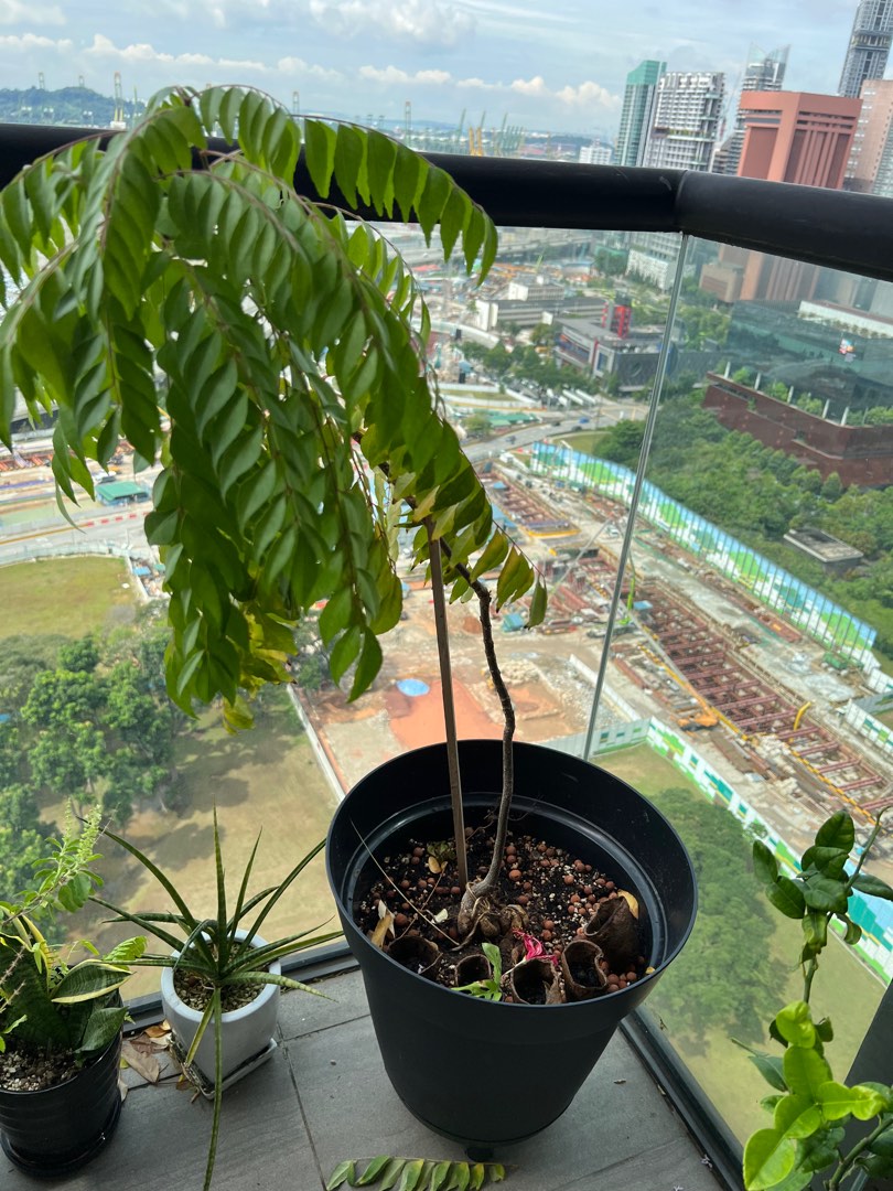 Large Curry Leaf Tree, Furniture & Home Living, Gardening, Plants ...