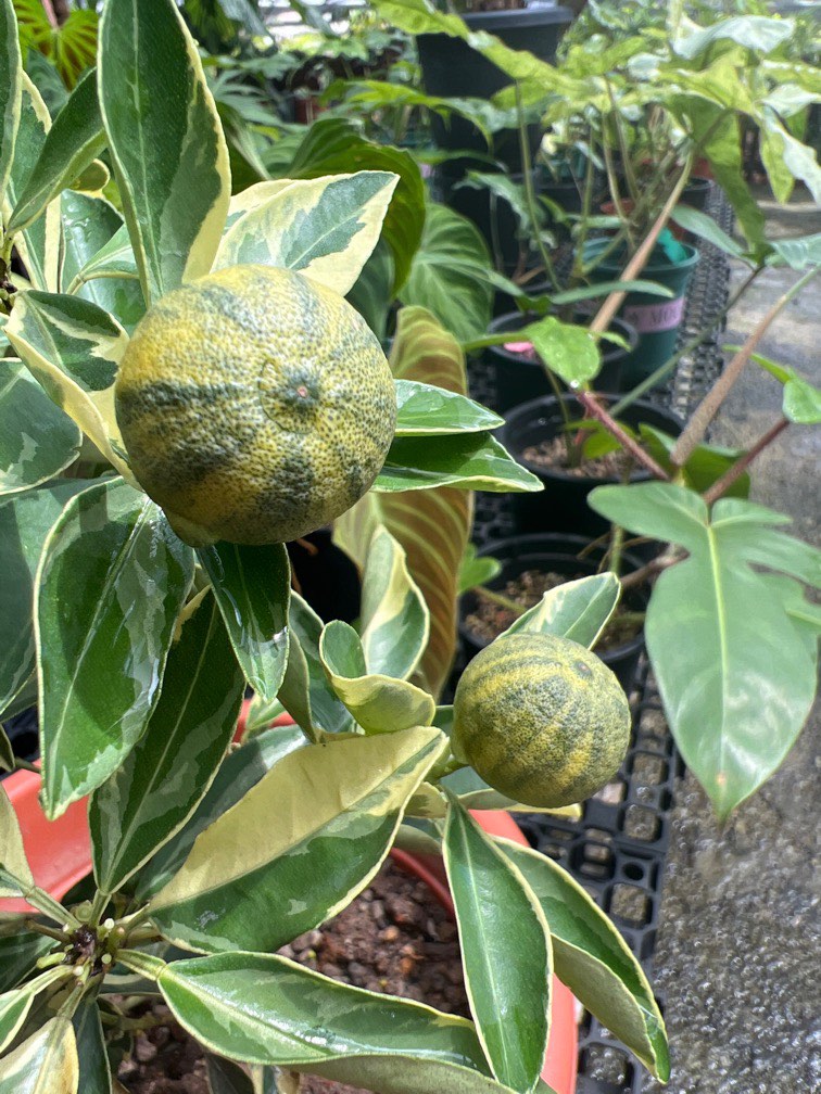 Lime plant variegated, Furniture & Home Living, Gardening, Plants ...