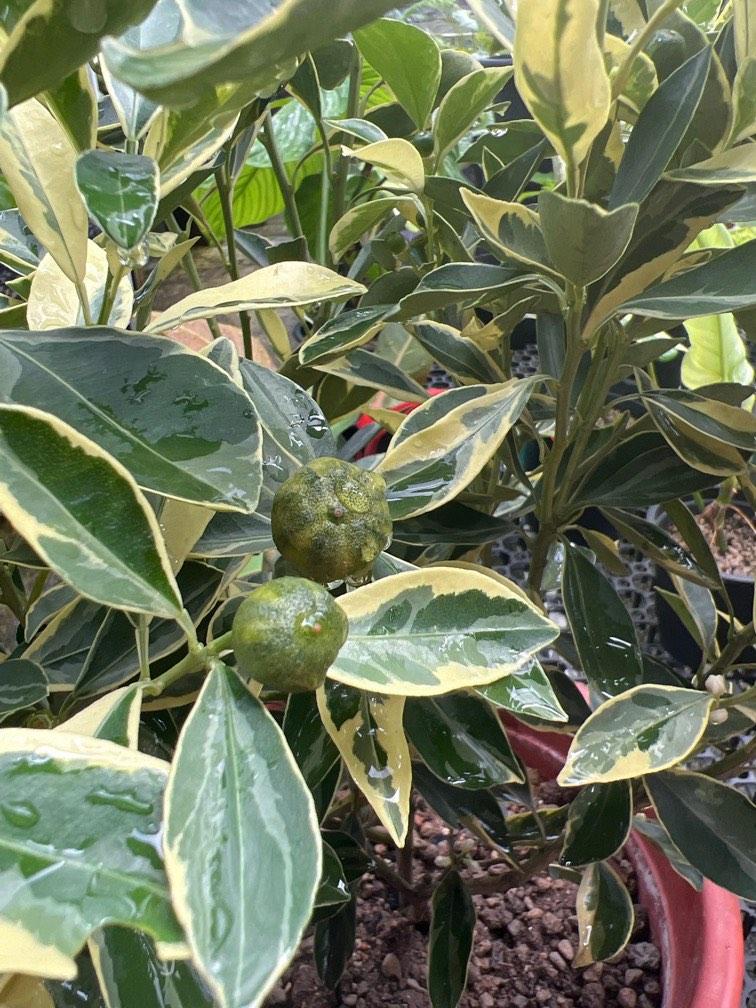 Lime plant variegated, Furniture & Home Living, Gardening, Plants ...