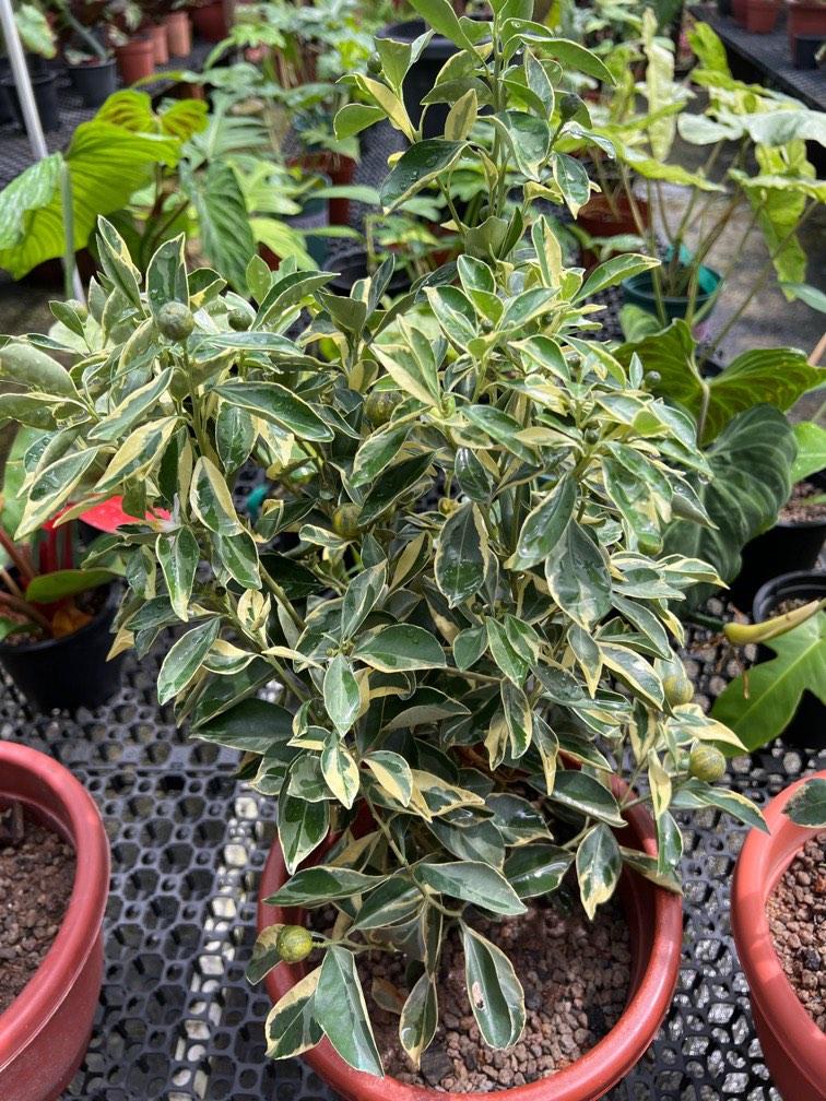 Lime plant variegated, Furniture & Home Living, Gardening, Plants ...