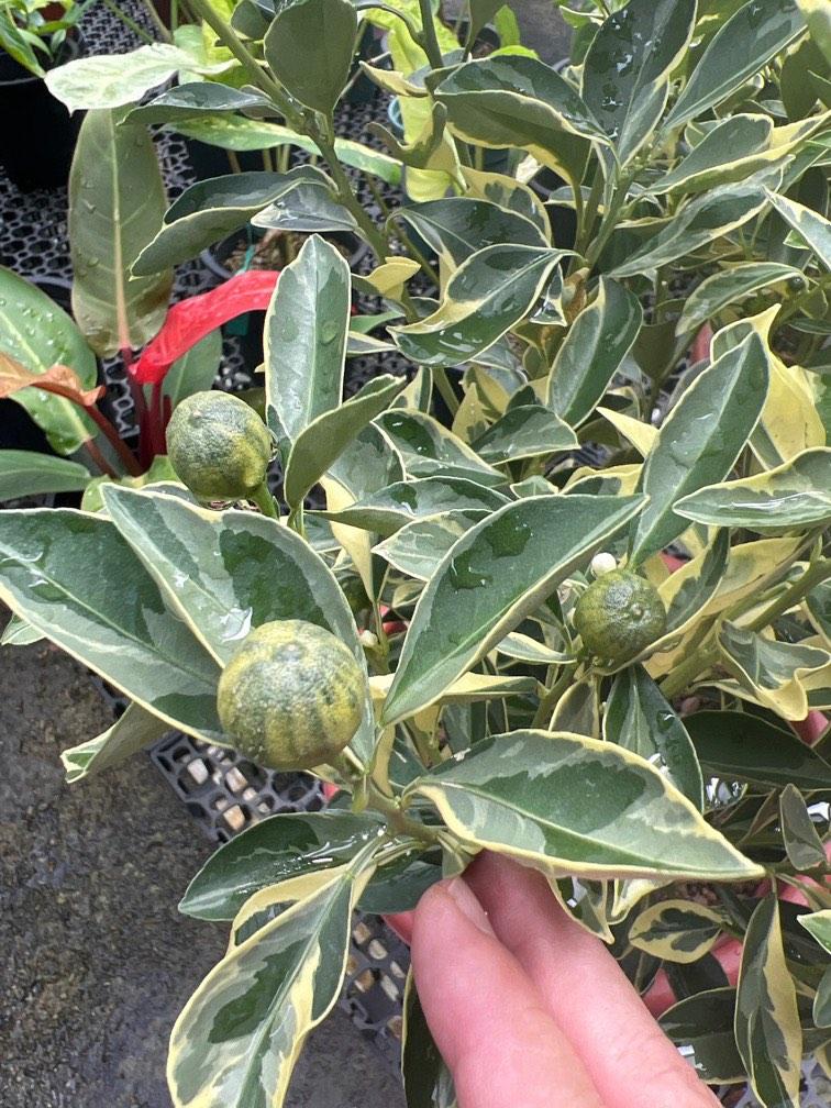 Lime plant variegated, Furniture & Home Living, Gardening, Plants ...