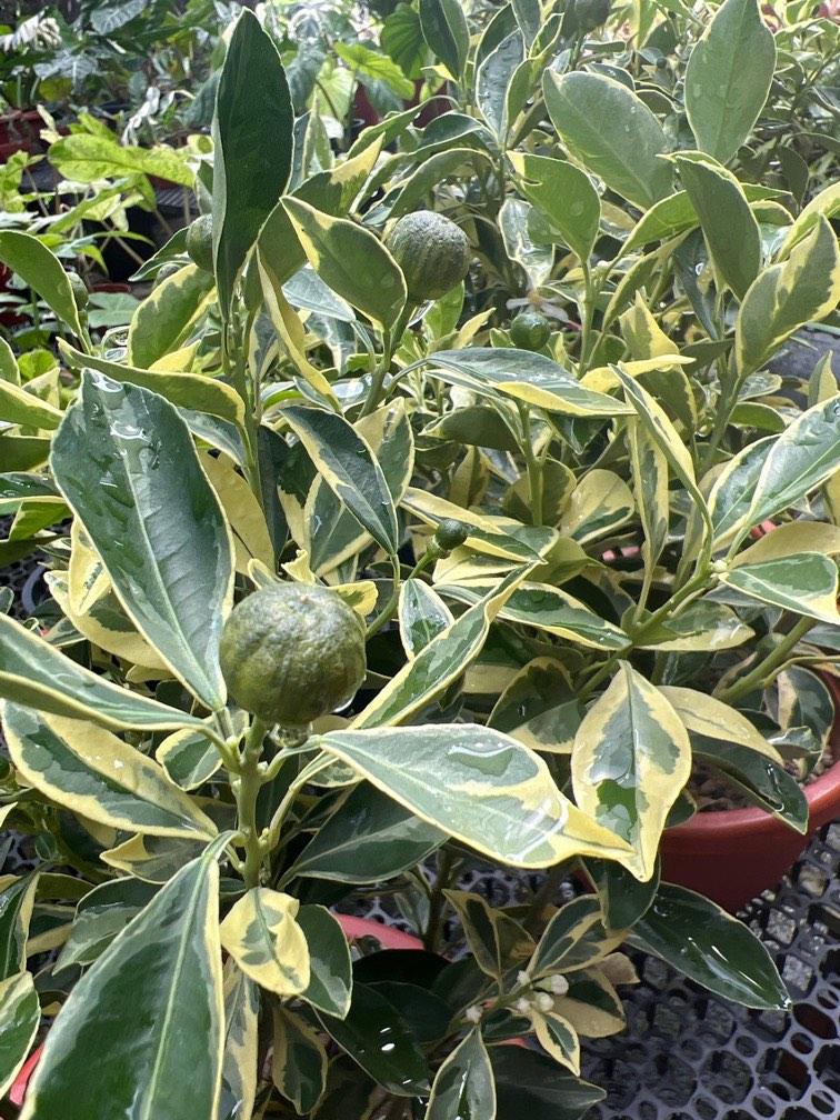 Lime plant variegated, Furniture & Home Living, Gardening, Plants ...