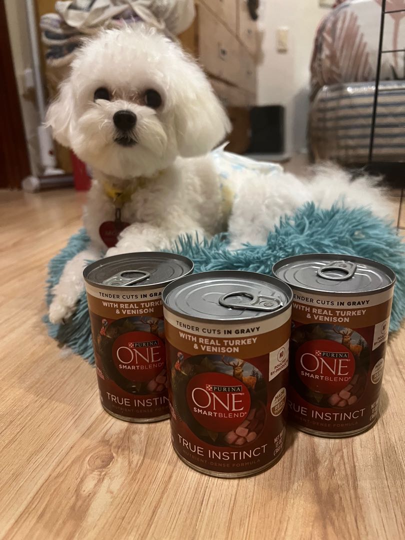 Purina One, Pet Supplies, Pet Food on Carousell
