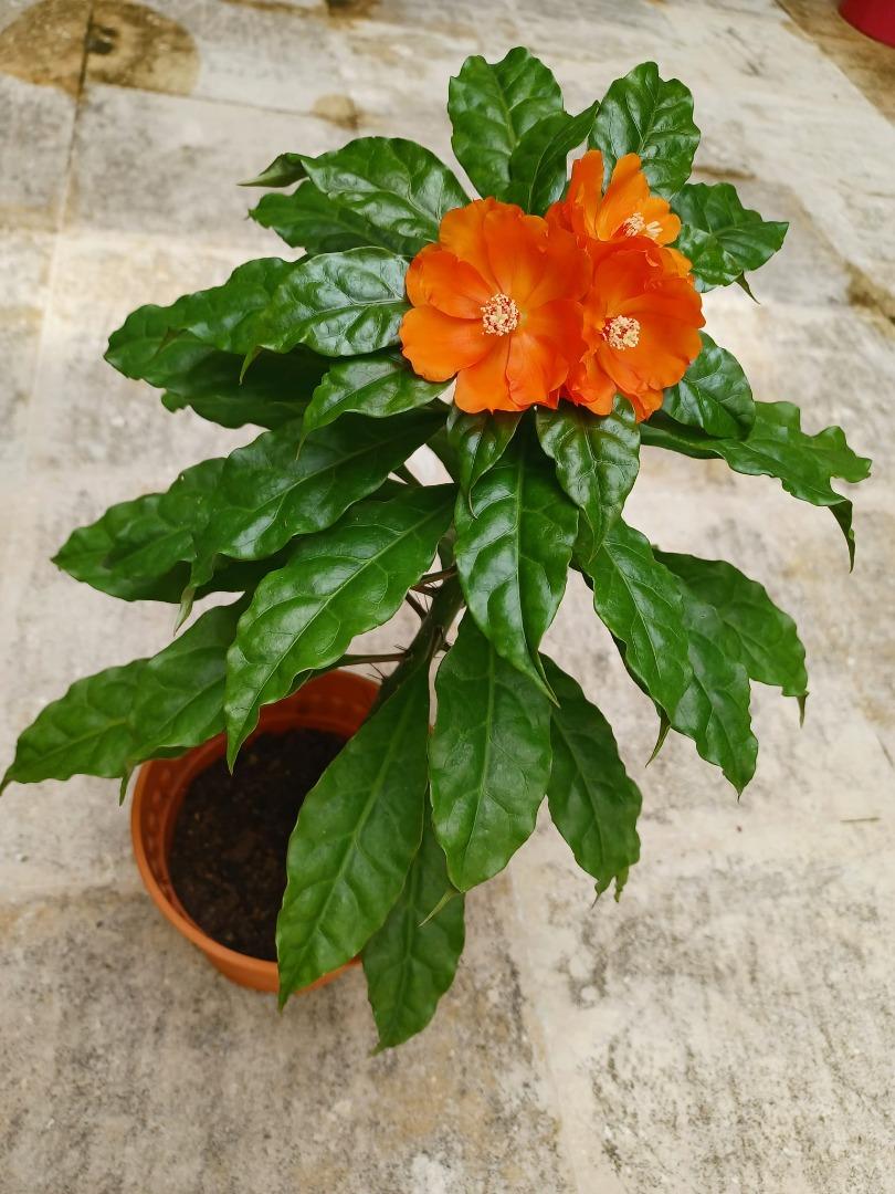 Seven Star Needle/Pereskia Bleo Plant, Furniture & Home Living ...