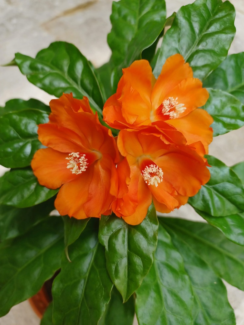 Seven Star Needle/Pereskia Bleo Plant, Furniture & Home Living ...