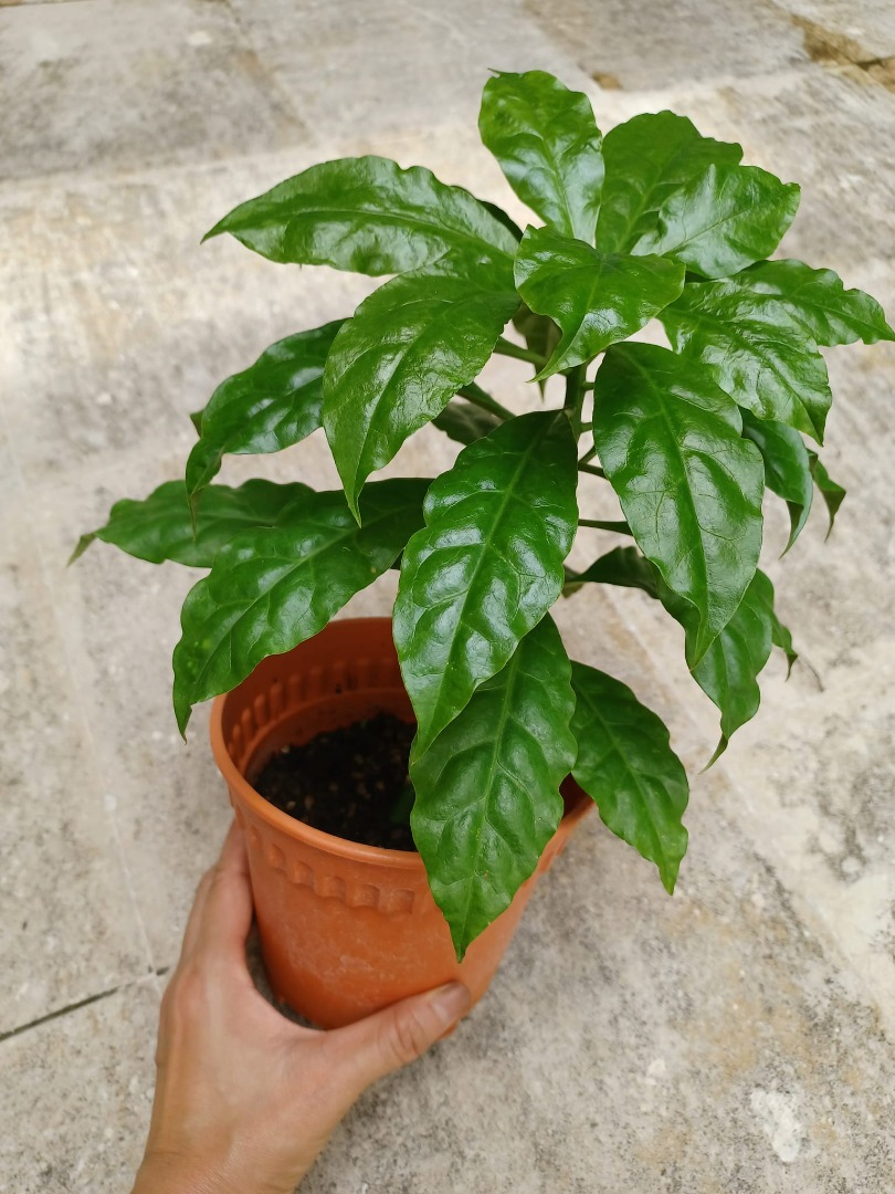 Seven Star Needle/Pereskia Bleo, Furniture & Home Living, Gardening ...