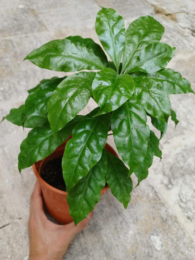 Seven Star Needle/Pereskia Bleo, Furniture & Home Living, Gardening ...