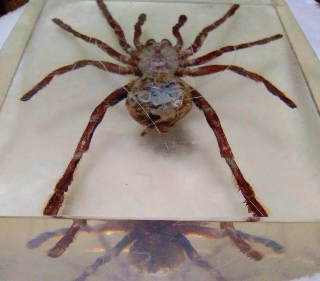 1980s Vintage Tarantula Taxidermy Specimen Preserved in Resin, Hobbies ...