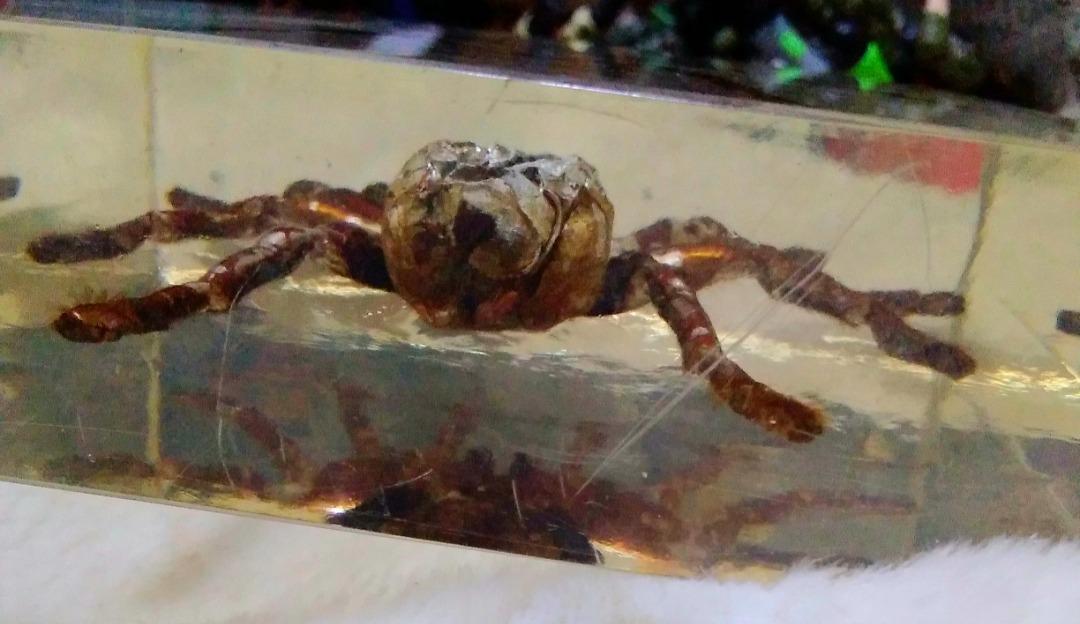 1980s Vintage Tarantula Taxidermy Specimen Preserved in Resin, Hobbies ...