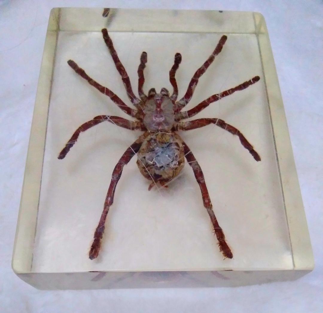 1980s Vintage Tarantula Taxidermy Specimen Preserved in Resin, Hobbies ...