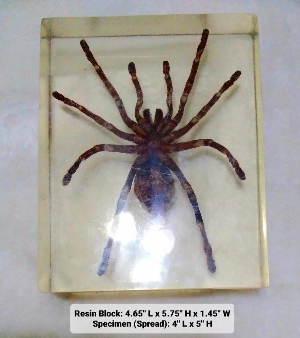1980s Vintage Tarantula Taxidermy Specimen Preserved in Resin, Hobbies ...
