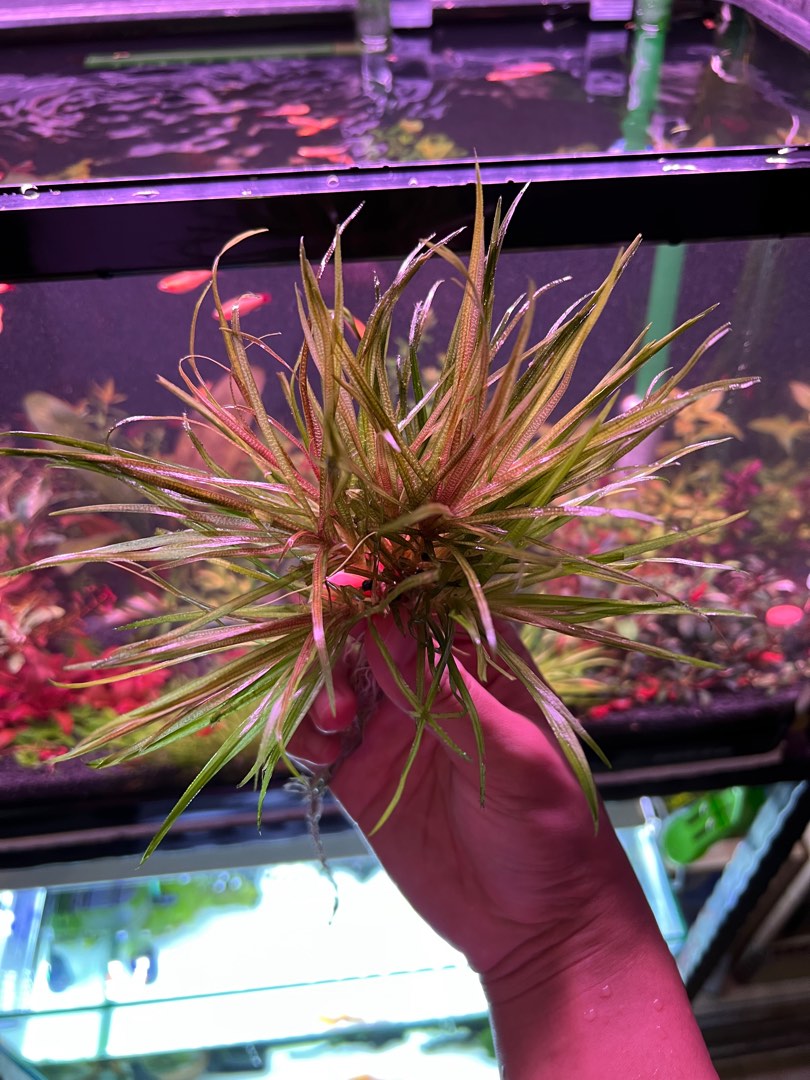 Blyxa Japonica | Stem | Aquatic Plants, Furniture & Home Living ...