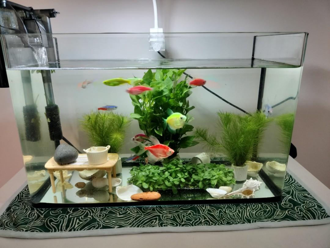 Fish tank, Pet Supplies, Homes & Other Pet Accessories on Carousell