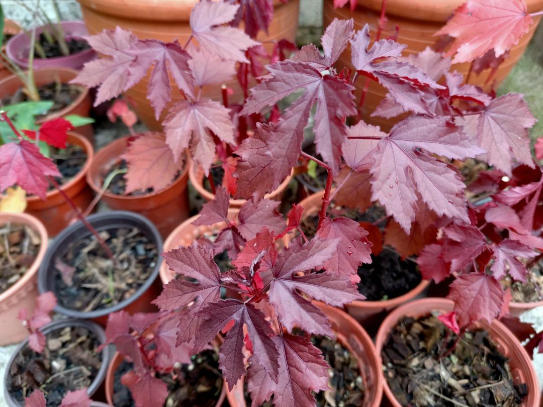 Hibiscus Acetosella Cranberry Hibiscus False Japanese Maple