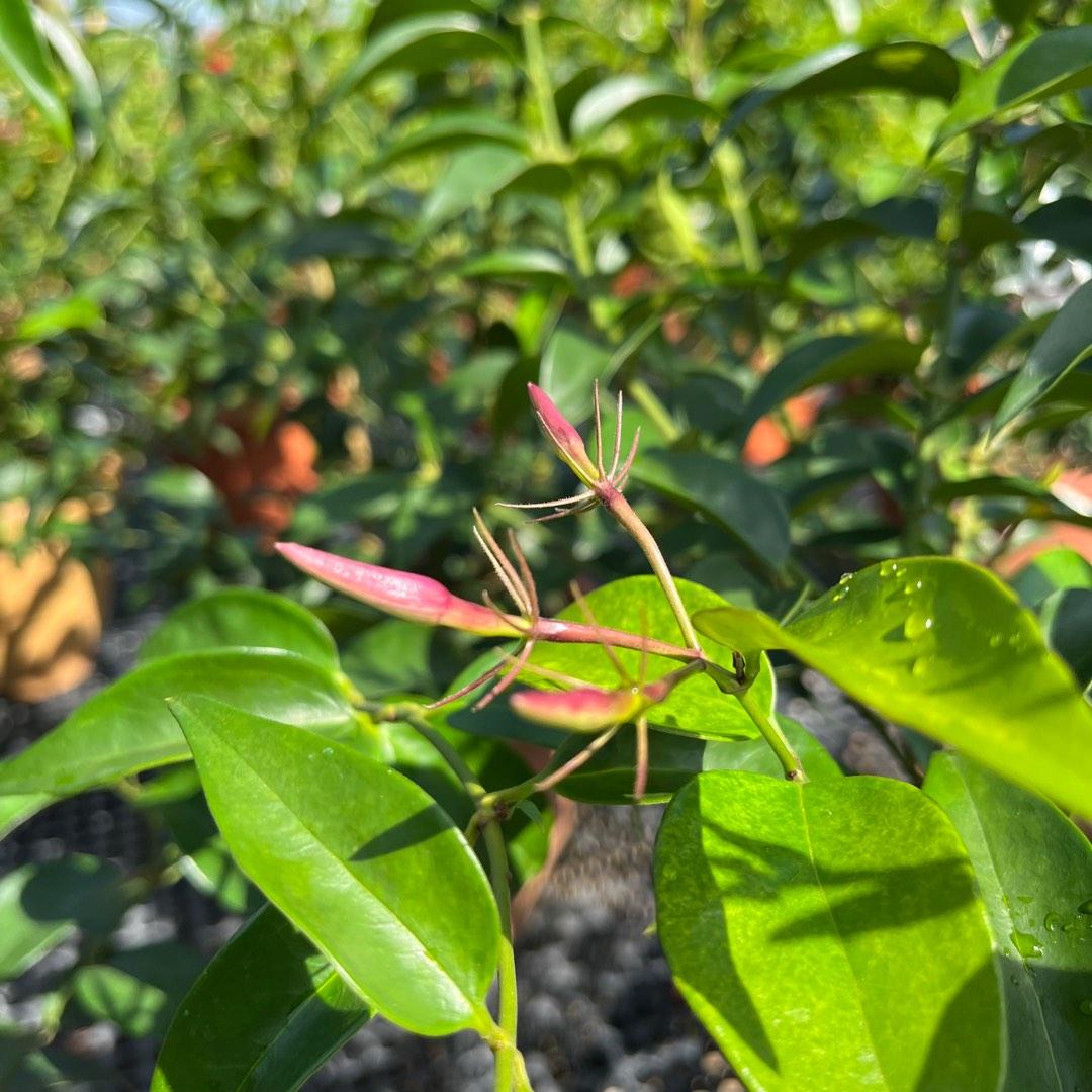 Jasminum Laurifolium Var. Laurifolium, (0.6m), Furniture & Home Living ...