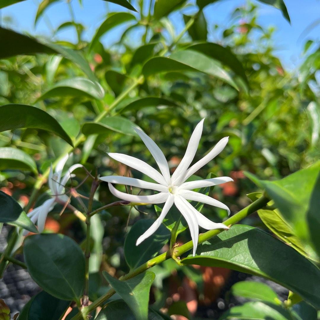 Jasminum Laurifolium Var. Laurifolium, (0.6m), Furniture & Home Living ...