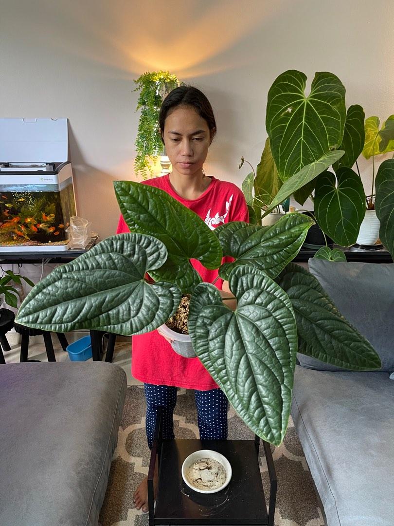 Large anthurium radican healthy big rare and with many big nice leaves ...