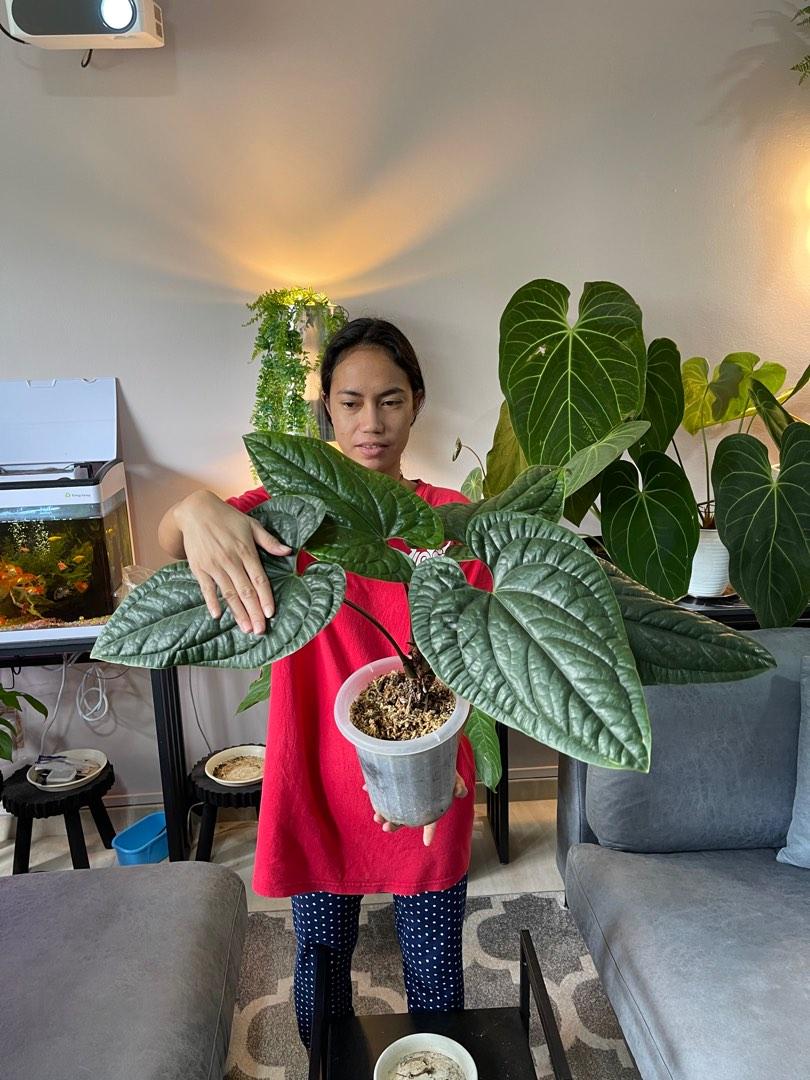 Large anthurium radican healthy big rare and with many big nice leaves ...