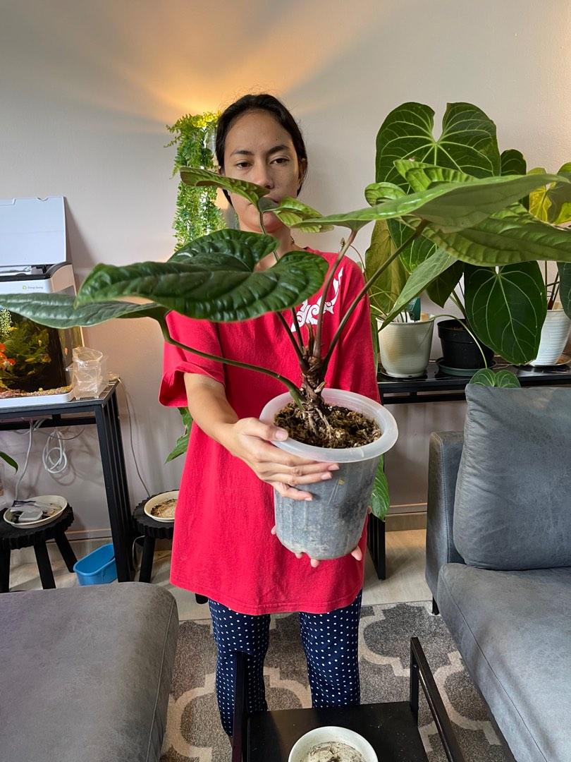 Large anthurium radican healthy big rare and with many big nice leaves ...