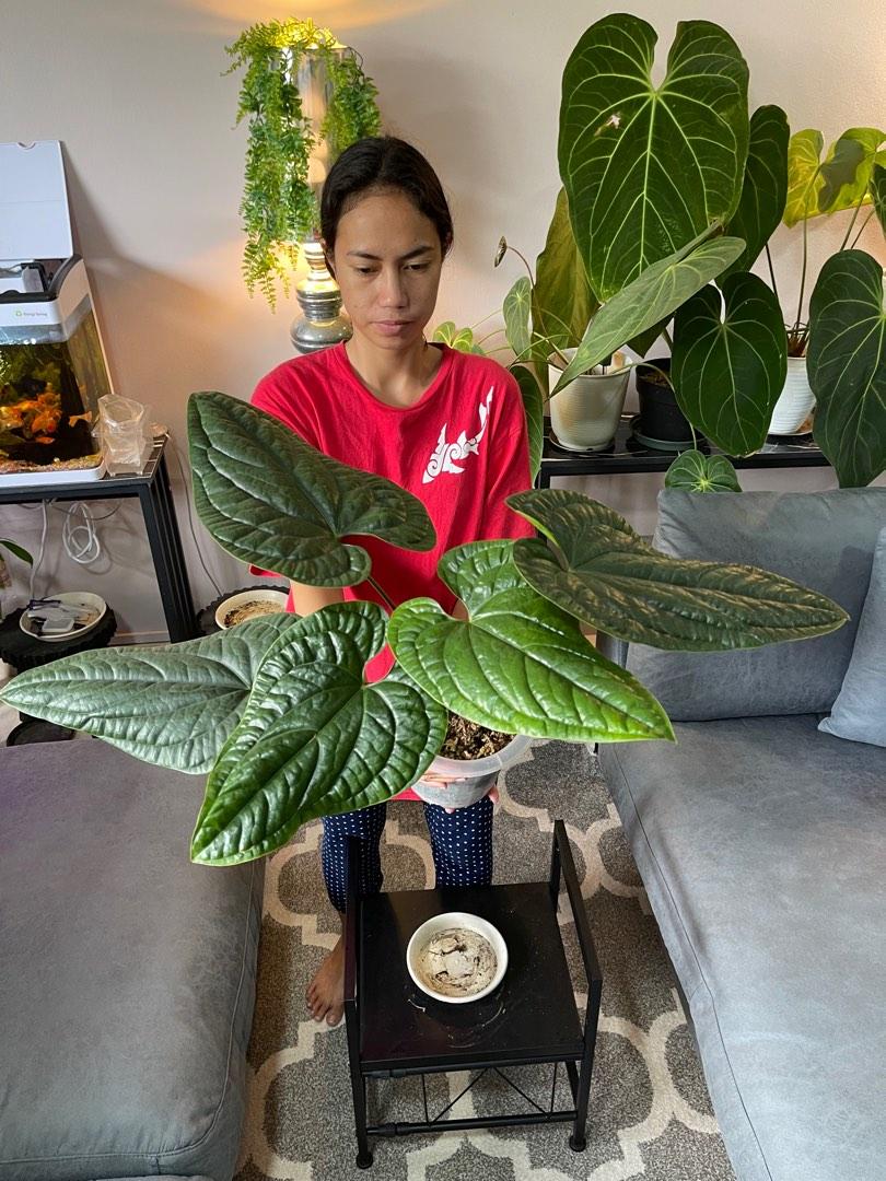 Large anthurium radican healthy big rare and with many big nice leaves ...