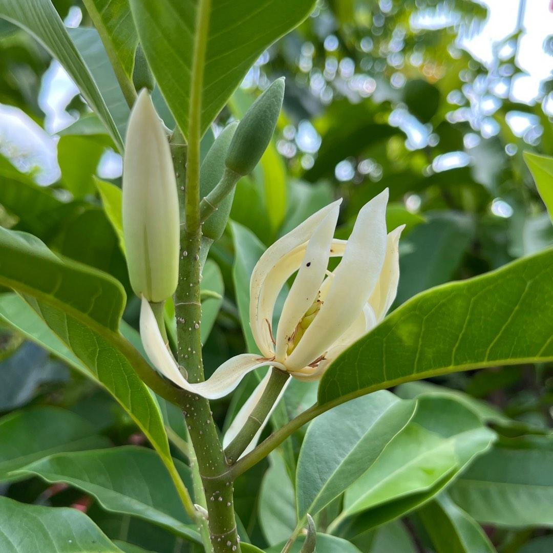 Magnolia Champaca , Cempaka Kuning (1.2m), Furniture & Home Living ...