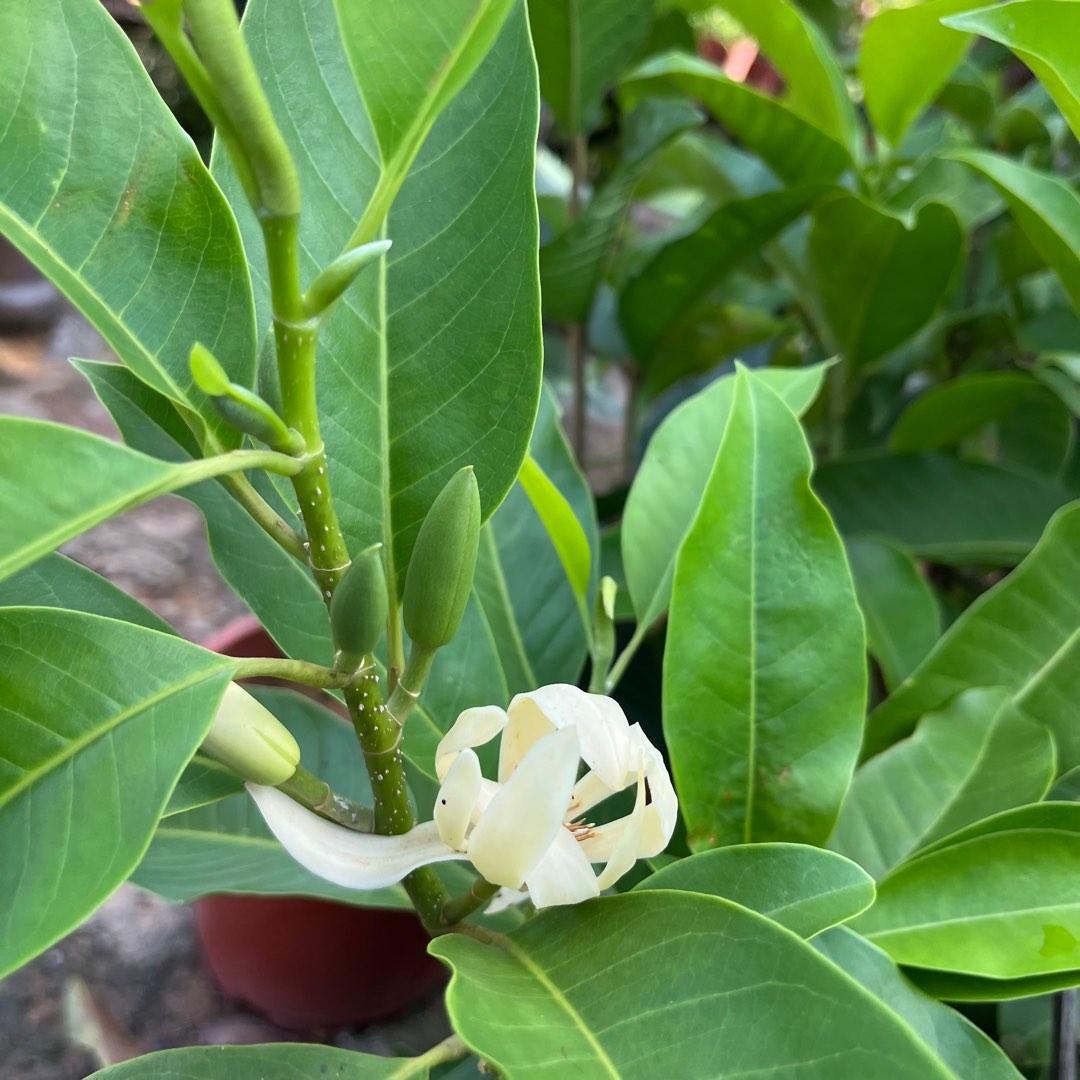 Magnolia Champaca , Cempaka Kuning (1.2m), Furniture & Home Living ...