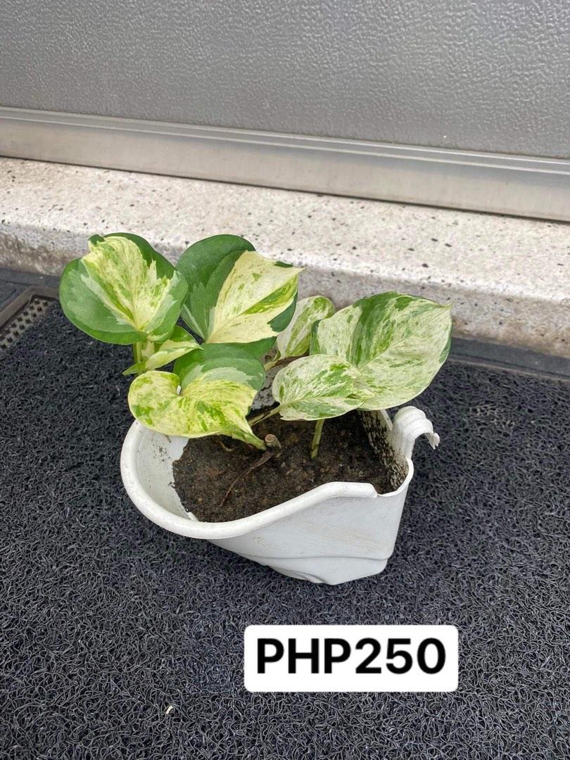 Manjula Pothos Trailing Plant Manjula Pothos Hanging Plant Indoor Plant ...