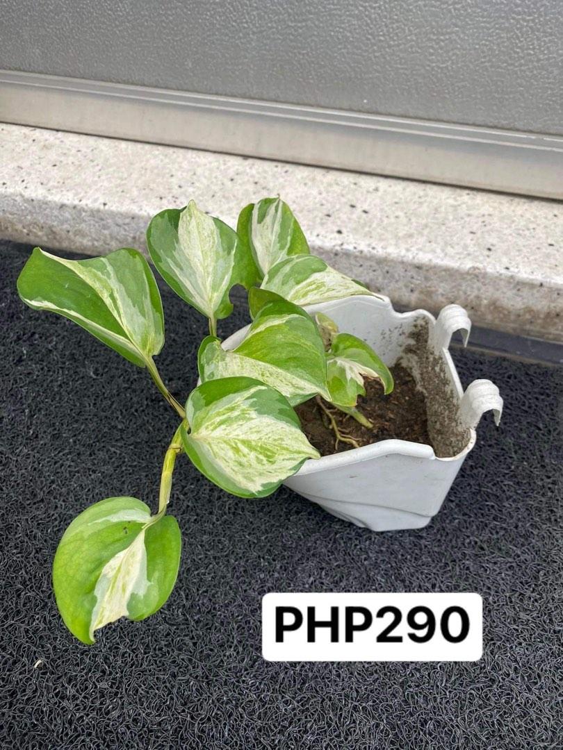 Manjula Pothos Trailing Plant Manjula Pothos Hanging Plant Indoor Plant ...