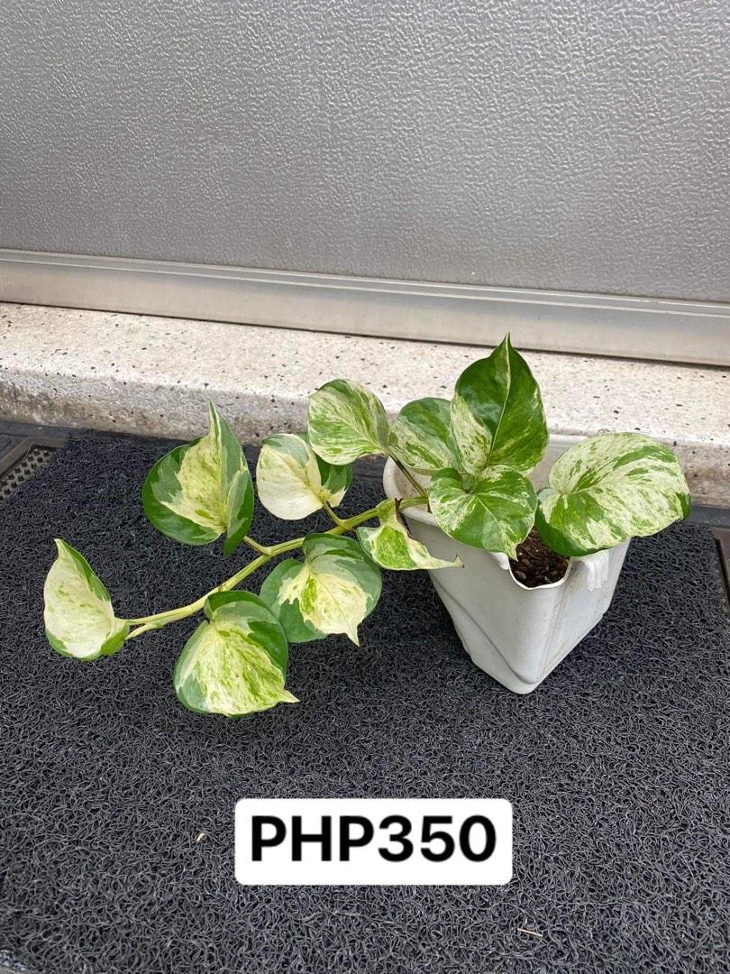 Manjula Pothos Trailing Plant Manjula Pothos Hanging Plant Indoor Plant ...
