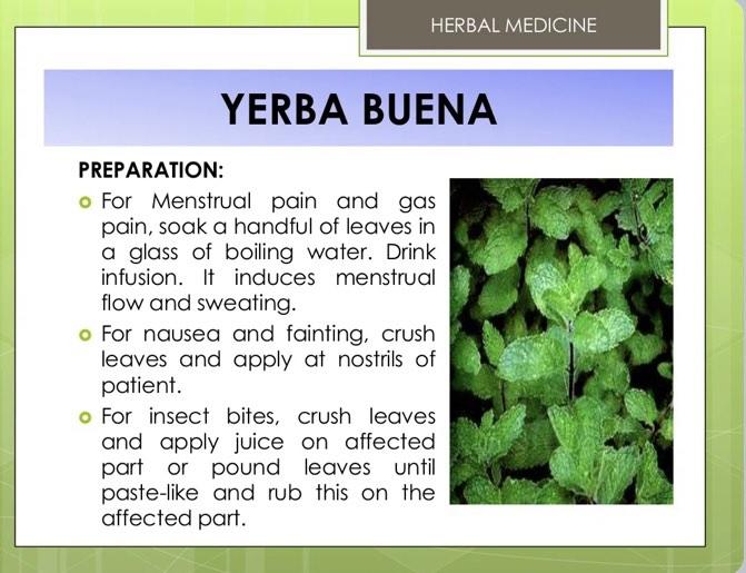 Peppermint alive plant/Yerba buena/Medicinal plant/Healthy & branching ...